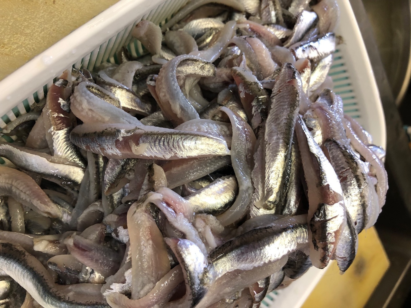 片口イワシ: いわし亭ブログ