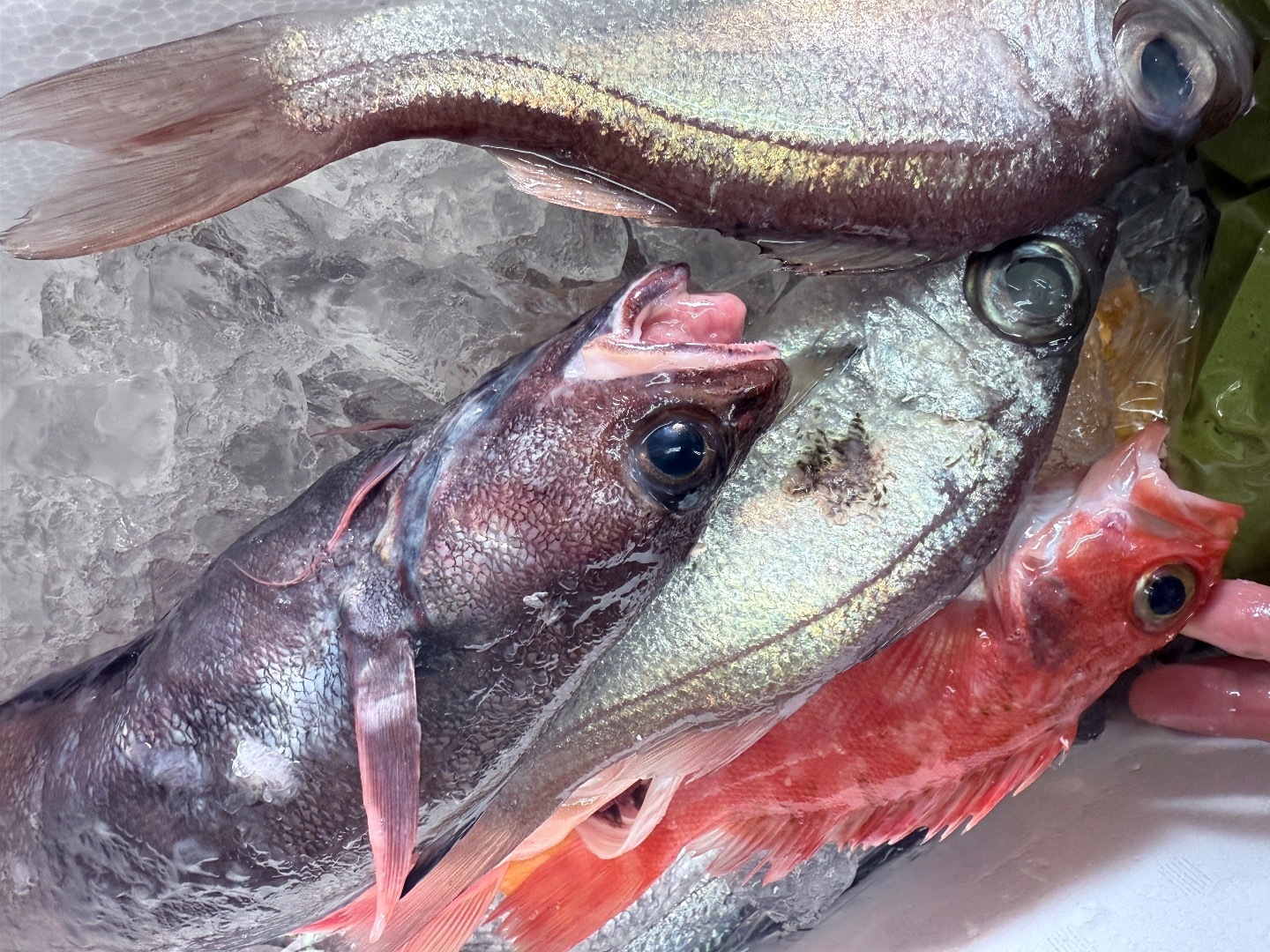 カサゴ、デン、ドンコの下処理: いわし亭ブログ