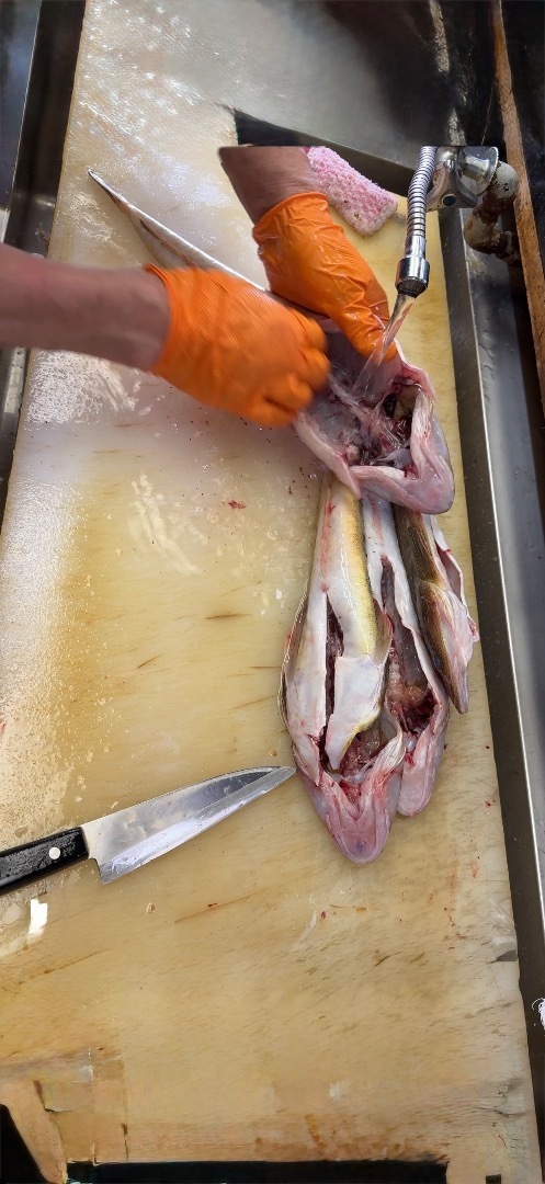 マゴチの水洗い: いわし亭ブログ