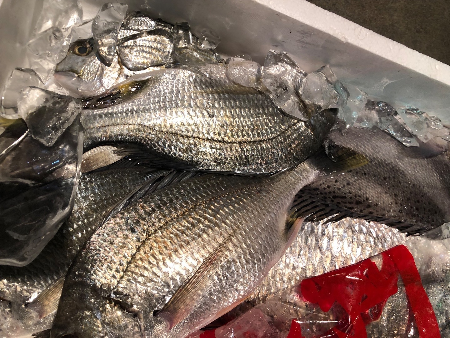 クロダイ: いわし亭ブログ